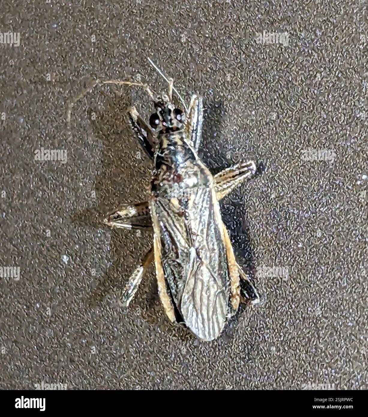 Grey Damsel Bug (Himacerus major), Insecta, NB Mt Gardner Rd @ Jones Rd ...