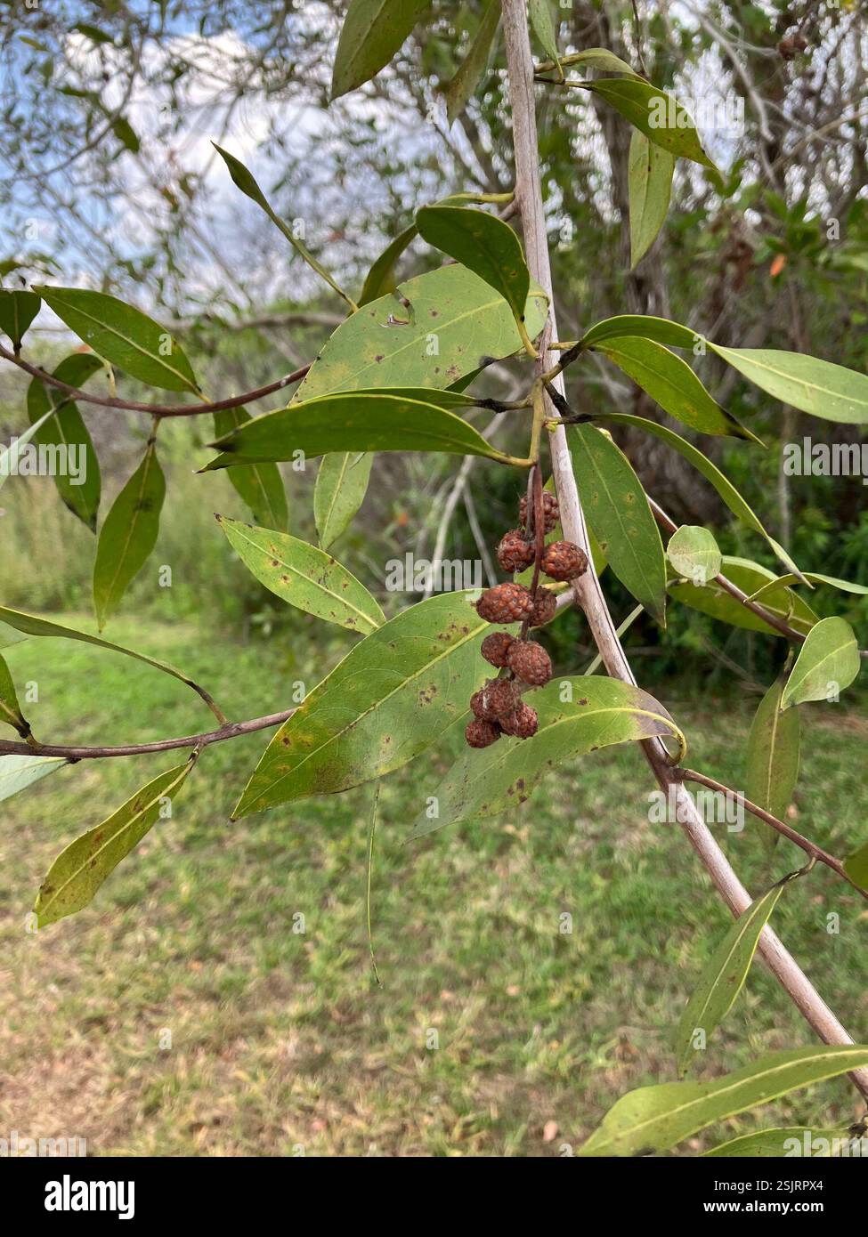 Green Buttonwood (Conocarpus erectus), Plantae, Everglades National ...