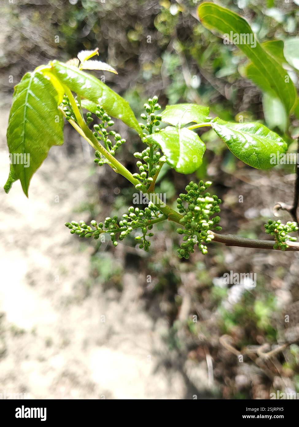 eastern poison ivy (Toxicodendron radicans), Plantae, Fort Sumter ...