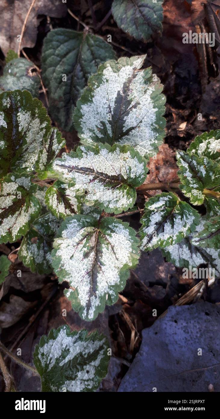Variegated Yellow Archangel (Lamium galeobdolon argentatum), Plantae ...