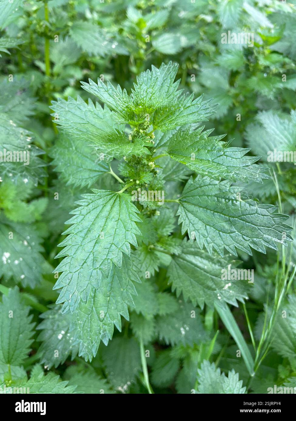 Dwarf Nettle (Urtica urens), Plantae, Lake Cunningham, Santa Clara ...