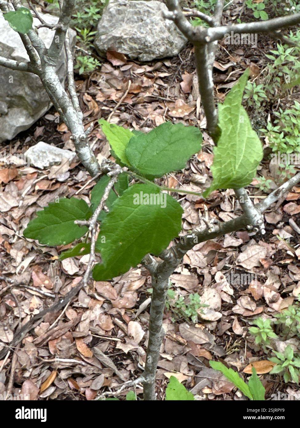 netleaf hackberry (Celtis reticulata), Plantae, Garden Ridge, TX, US ...