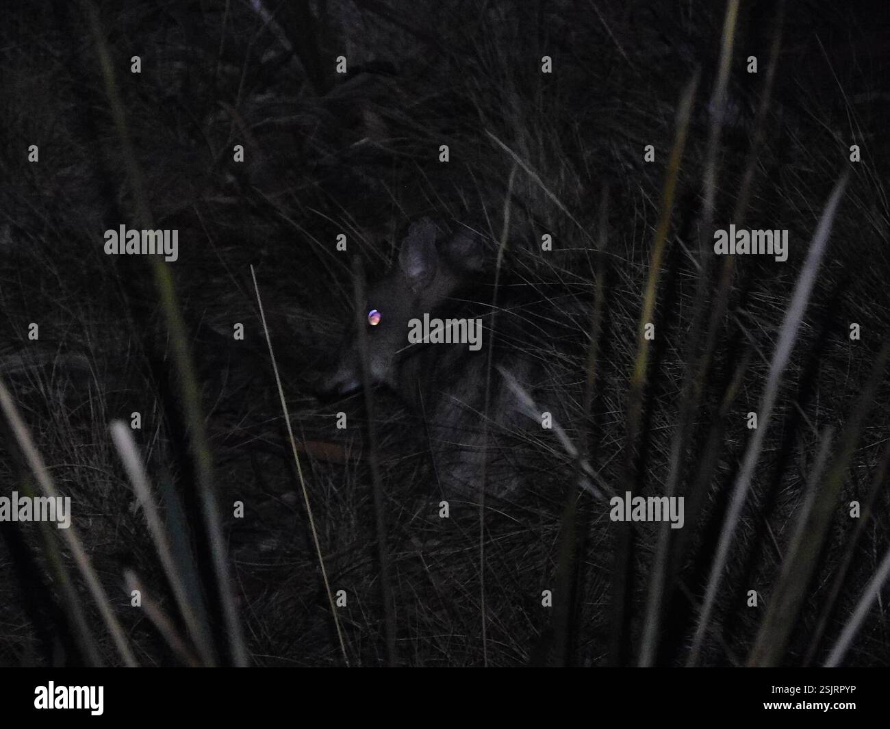 Eastern Barred Bandicoot (Perameles gunnii), Mammalia, Hobart TAS ...
