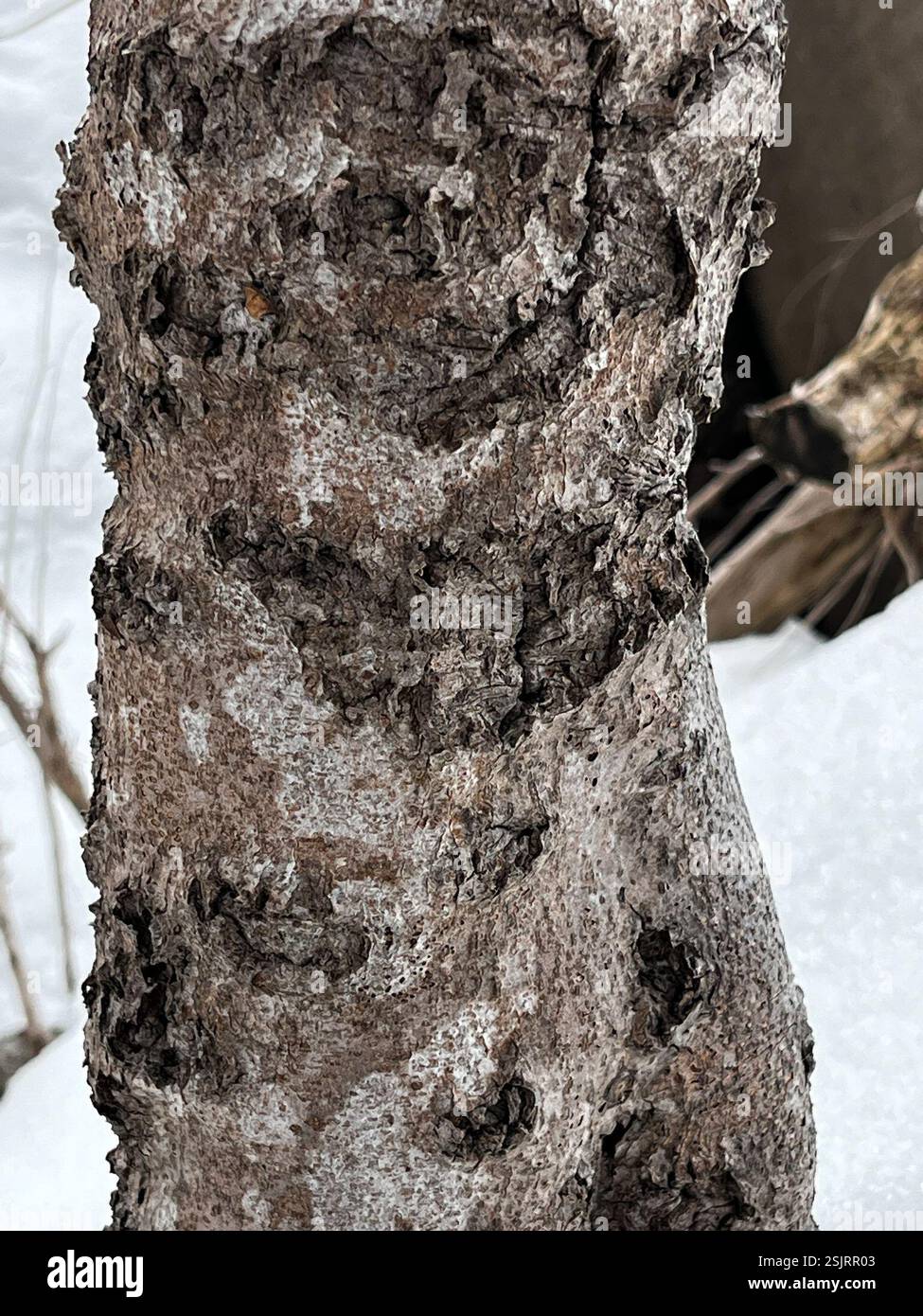 Beech Bark Canker Fungus (Neonectria faginata), Fungi, Cape Breton ...