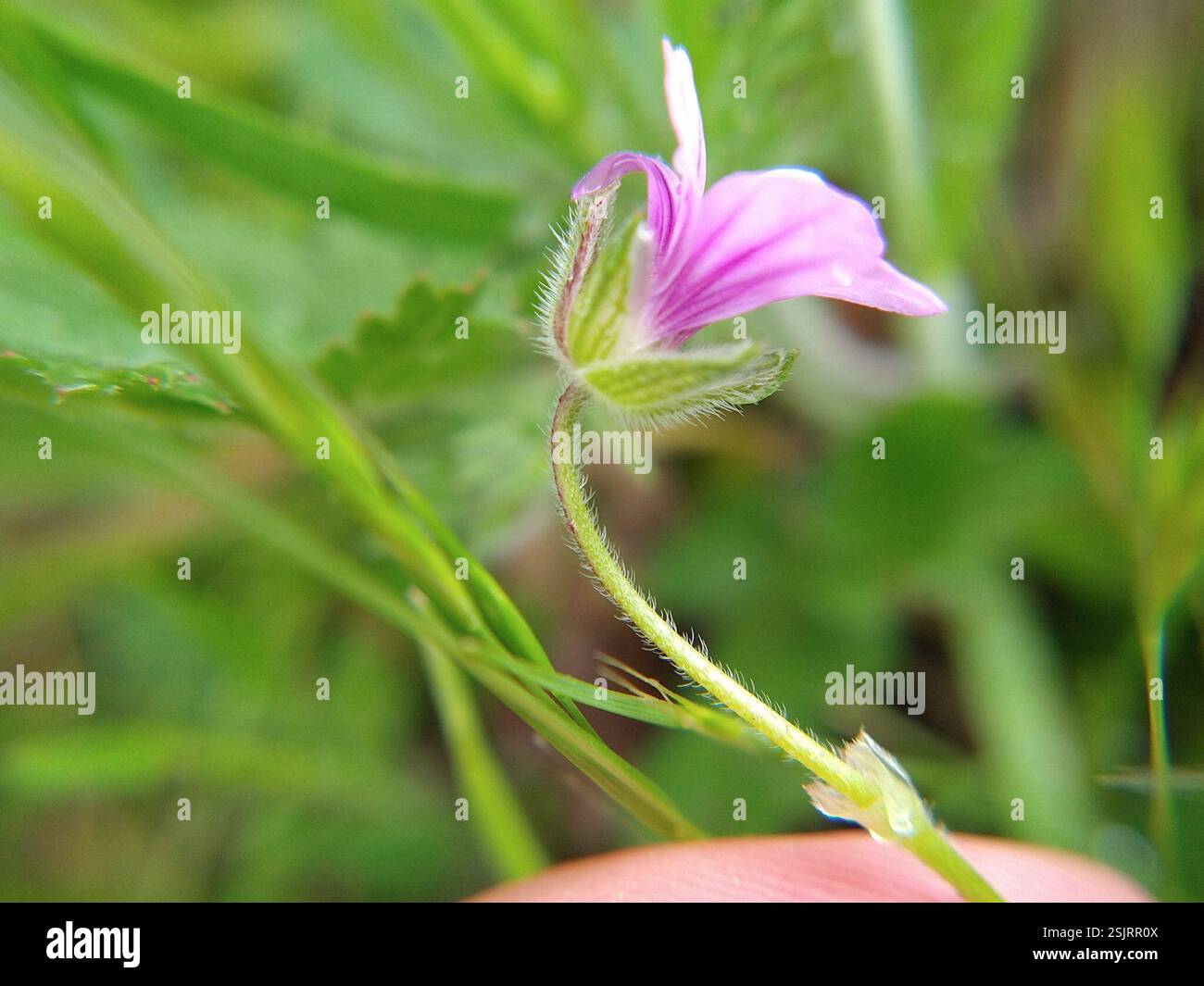 Mediterranean Stork's-bill (Erodium botrys), Plantae, California State ...