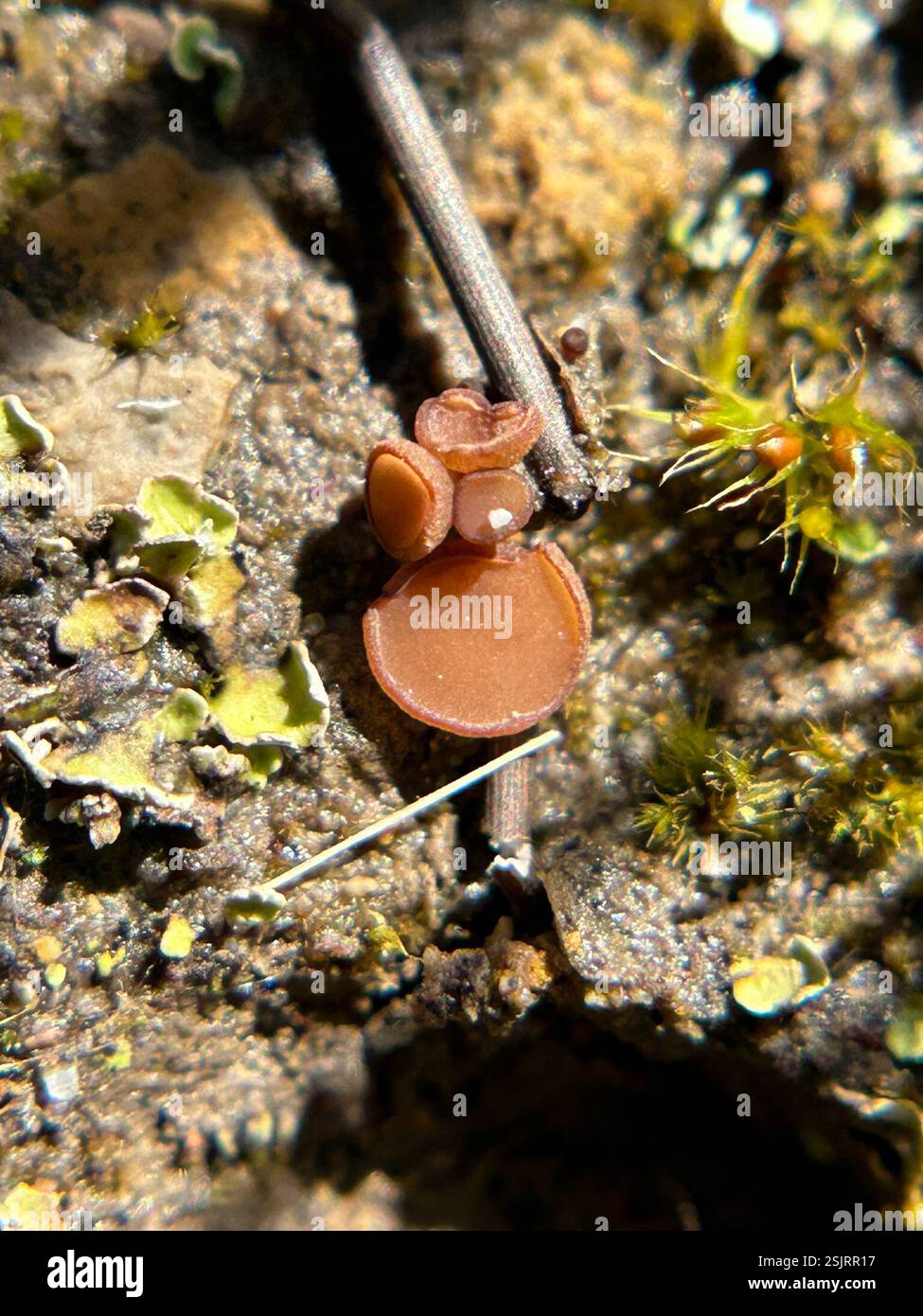Operculate Ascomycetes (Pezizomycetes), Fungi, Monaña de Oro State Park ...