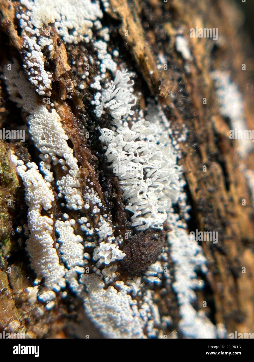 Common Coral Slime (Ceratiomyxa fruticulosa), Protozoa, Monaña de Oro ...