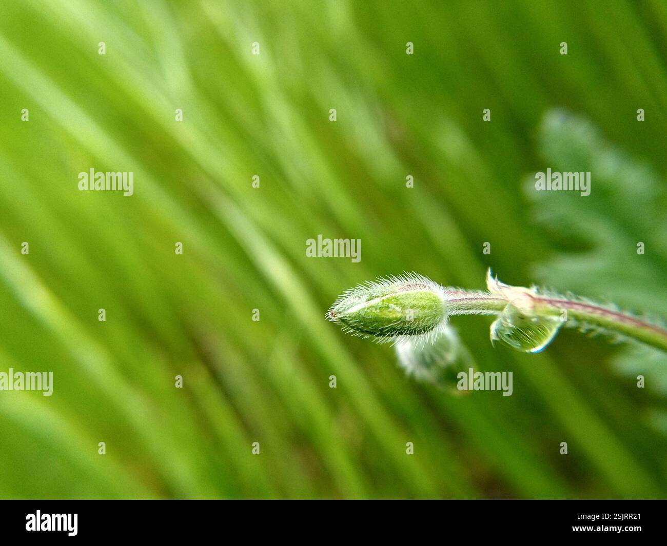 Mediterranean Stork's-bill (Erodium botrys), Plantae, California State ...