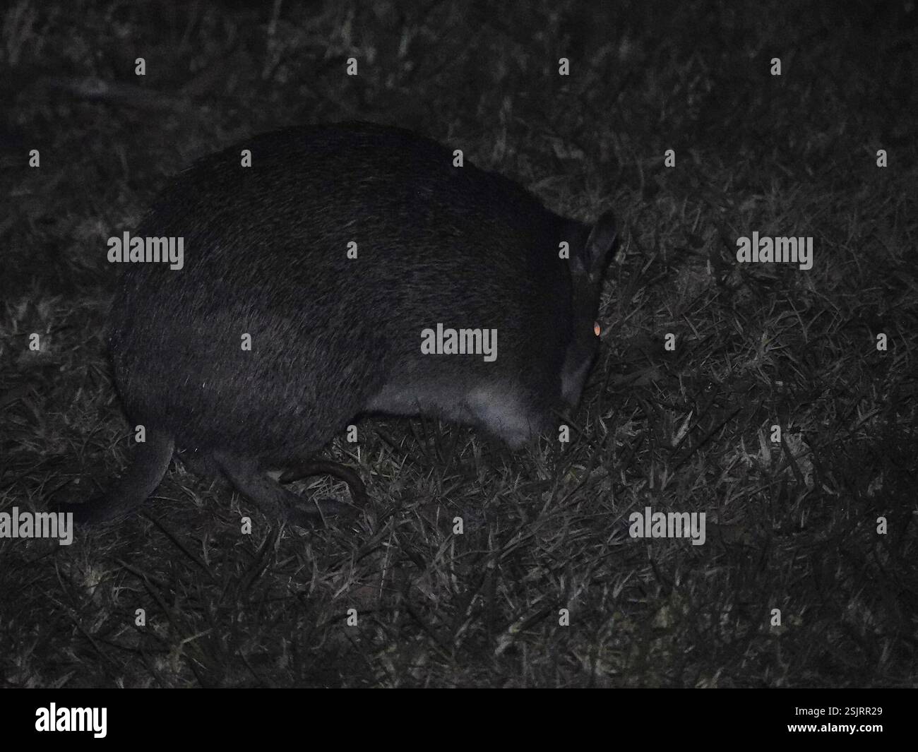 Southern Brown Bandicoot (Isoodon obesulus), Mammalia, Beauty Point TAS ...