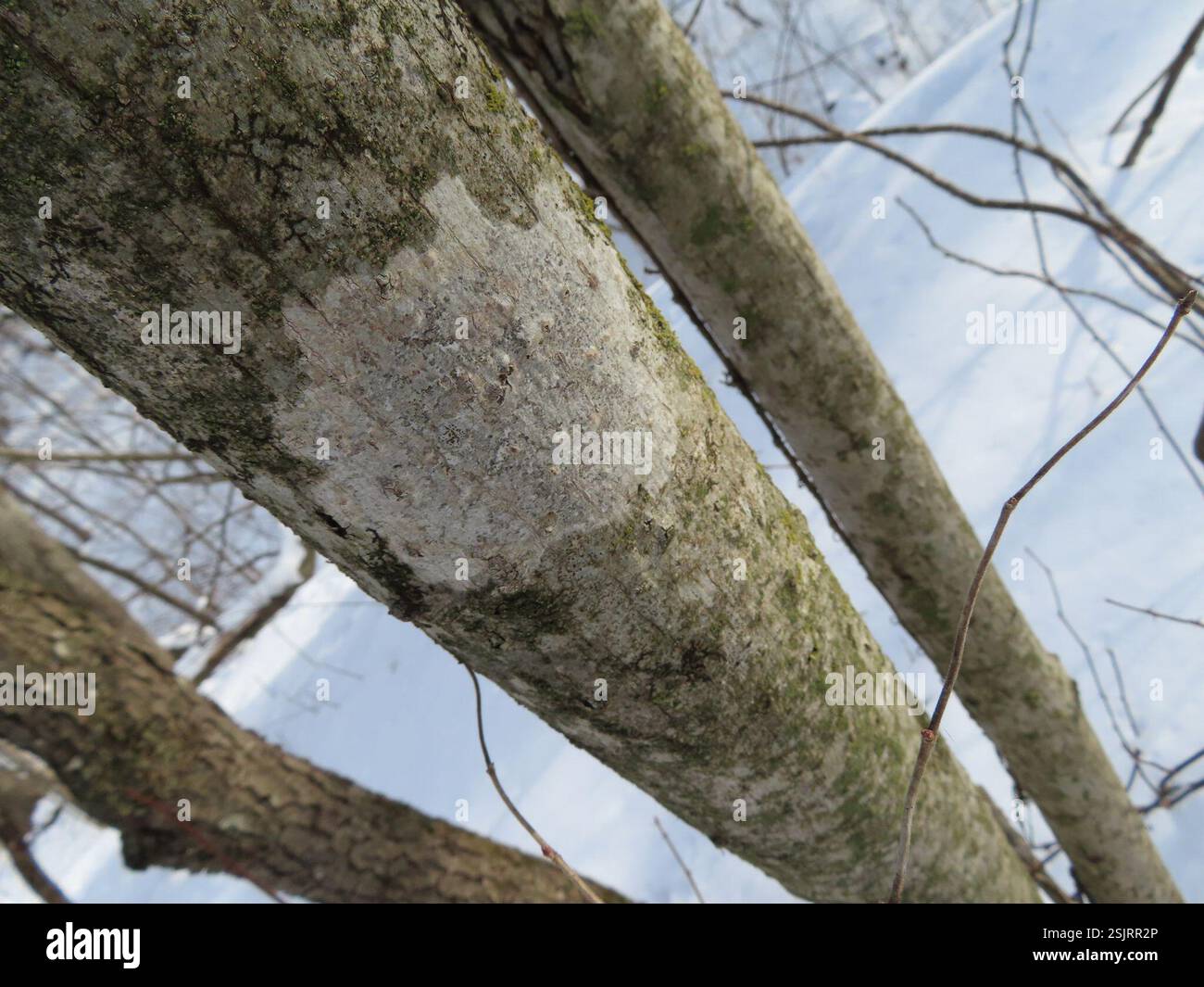 Common Script Lichen (Graphis scripta), Fungi, Dane, Wisconsin, United ...
