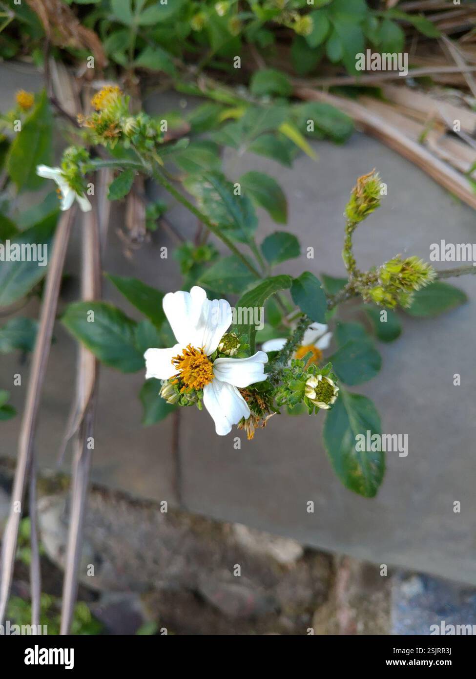 White beggarticks (Bidens alba), Plantae, 243, Taiwan, 新北市泰山區貴和里 Stock ...