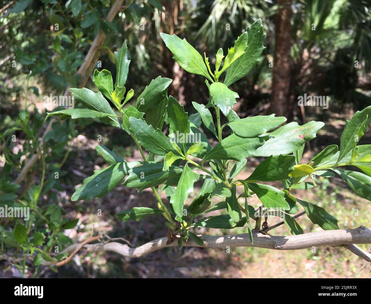 groundsel tree (Baccharis halimifolia), Plantae, Myakka City, Sarasota ...
