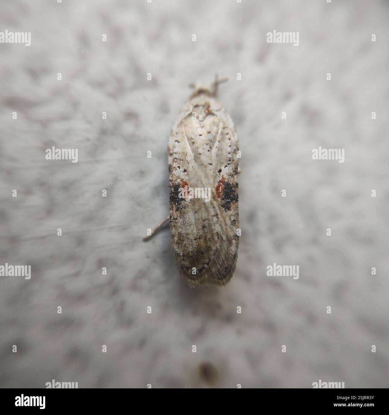 Poison hemlock moth (Agonopterix alstroemeriana), Insecta, Seminariyata ...