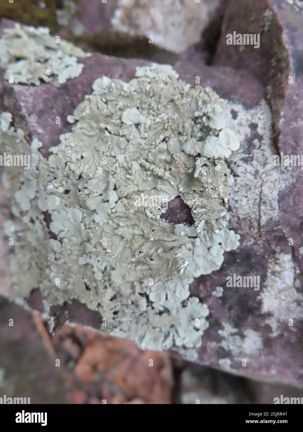 rock greenshield lichen (Flavoparmelia baltimorensis), Fungi, Devil's ...