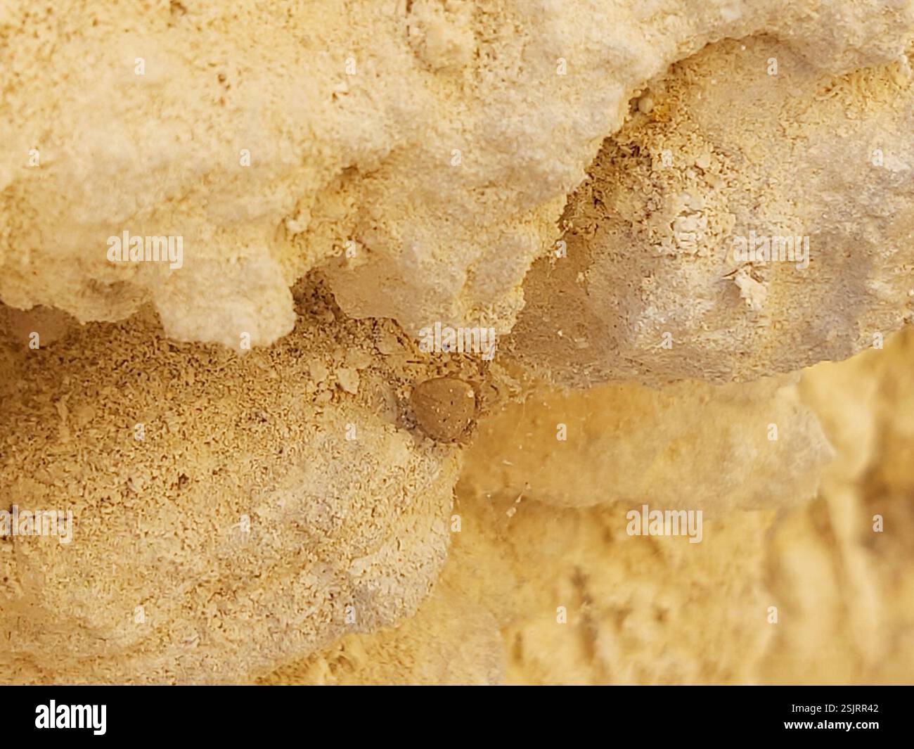 Spiders (Araneae), Arachnida, Meliha, Malta Stock Photo - Alamy
