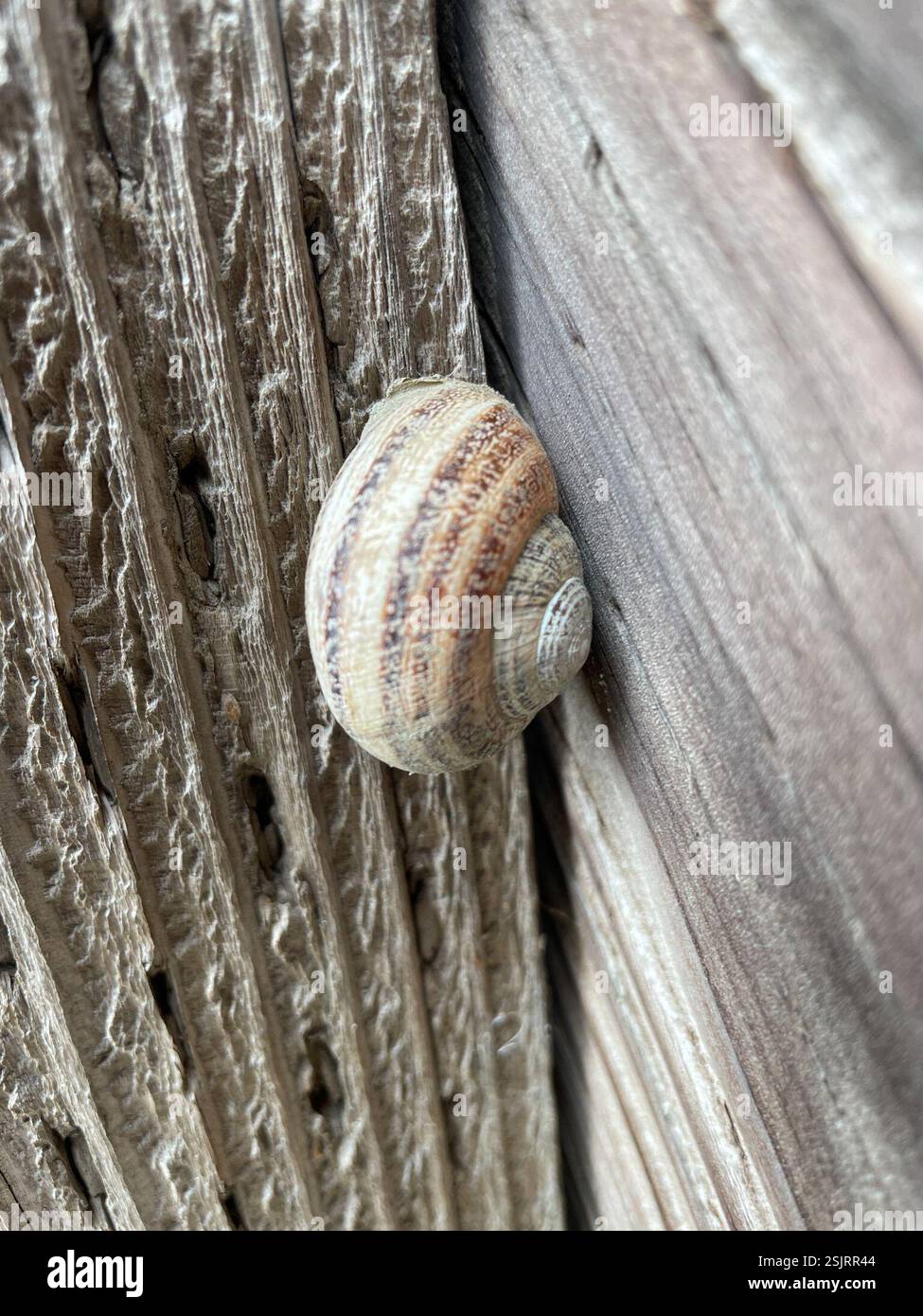 Milk Snail (Otala lactea), Mollusca, Sunnyvale, CA, USA Stock Photo - Alamy