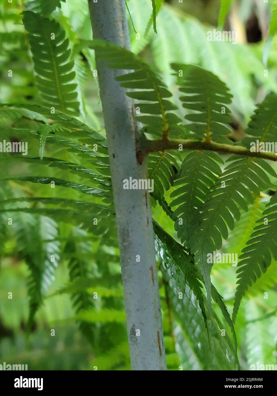 silver fern (Cyathea dealbata), Plantae, Ohakune 4625, New Zealand ...