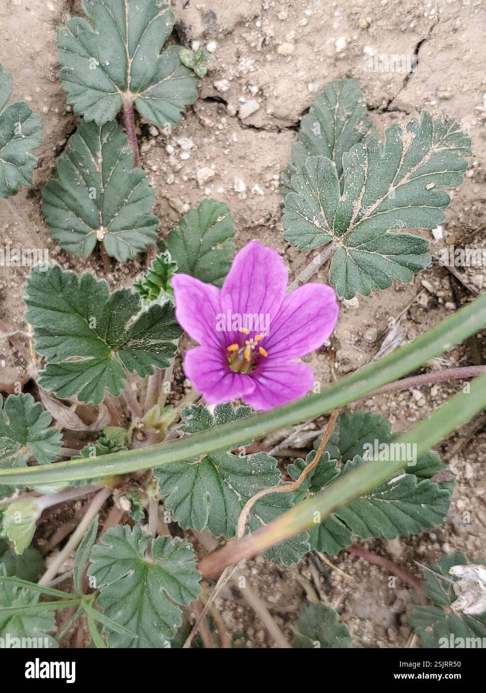 Texas stork's bill (Erodium texanum), Plantae, McCulloch, Texas, United ...