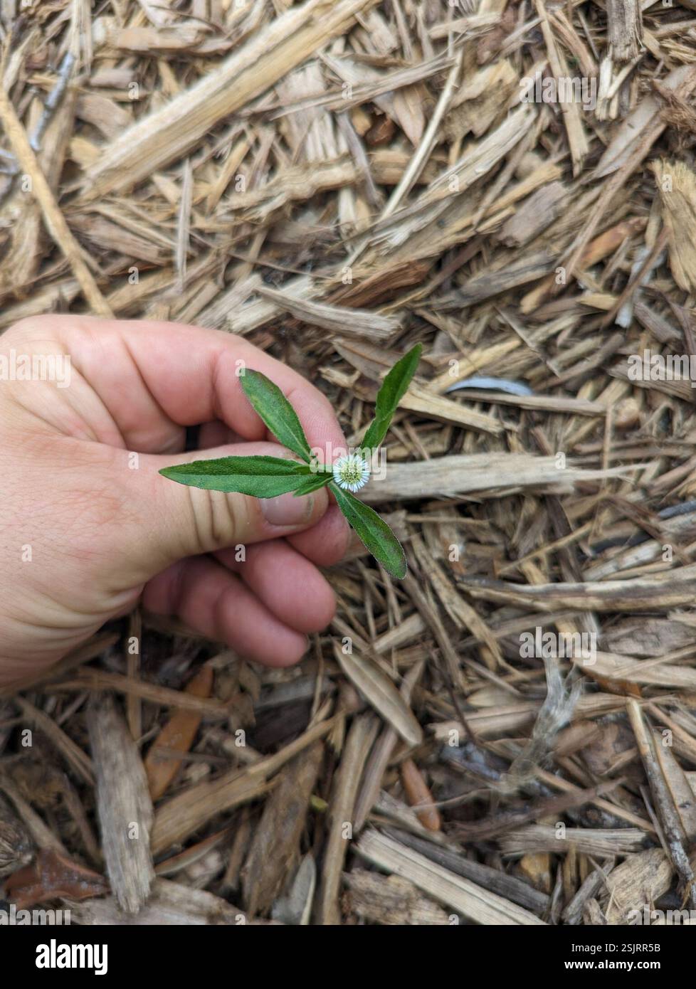 false daisy (Eclipta prostrata), Plantae, Stuart, FL 34994, USA Stock ...