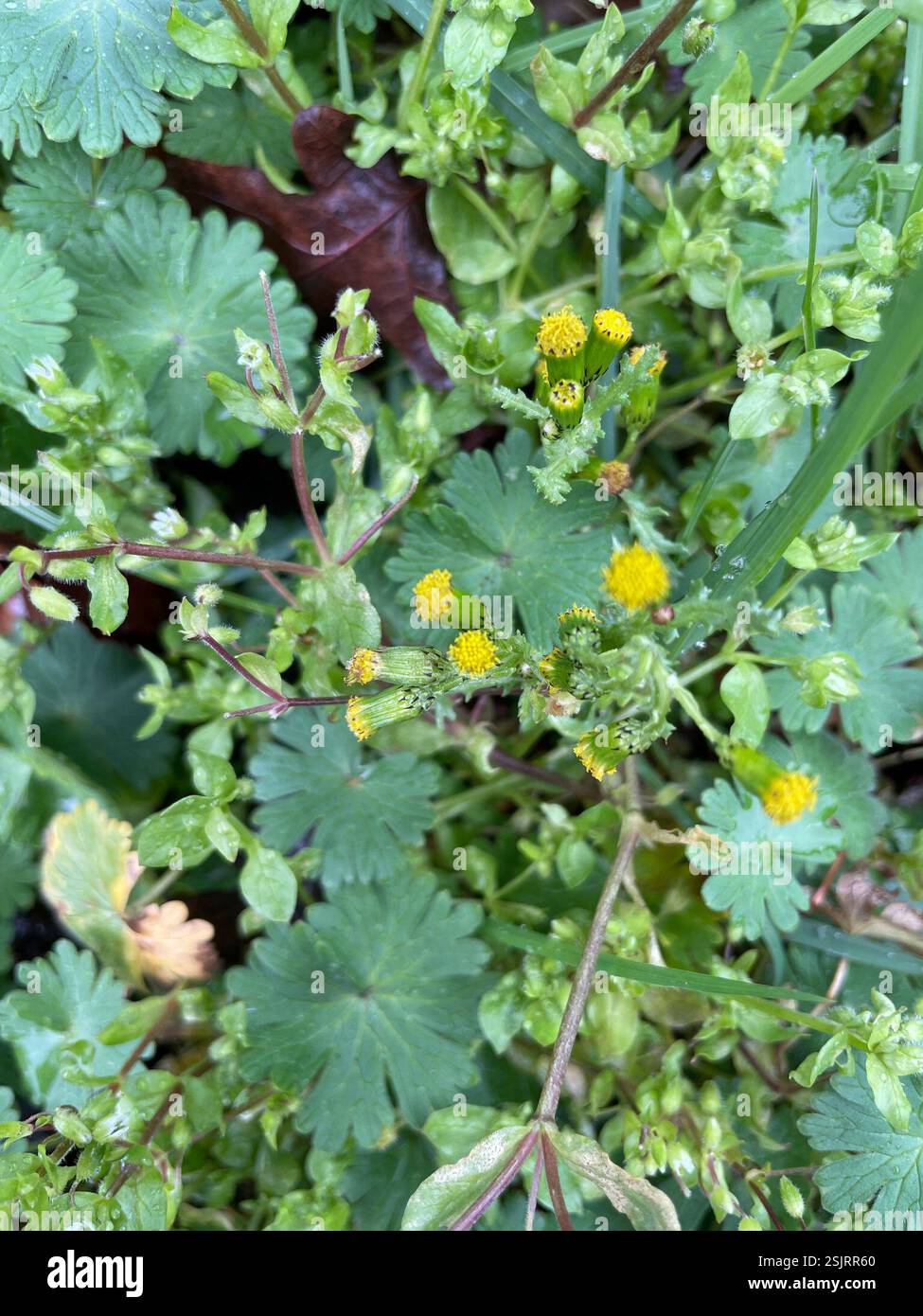 common groundsel (Senecio vulgaris), Plantae, Boars Tye Road, Witham ...