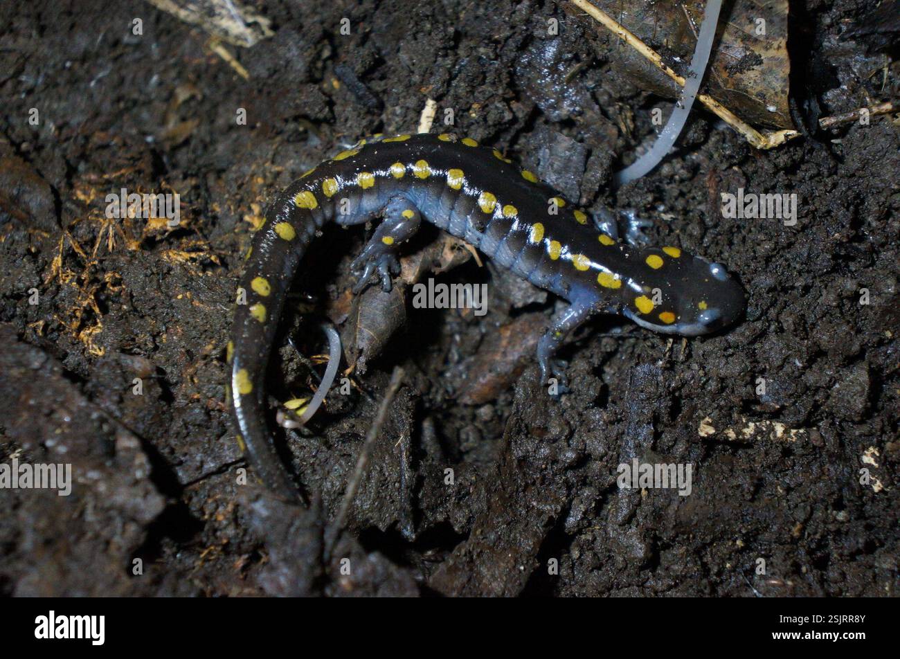 Spotted Salamander (Ambystoma maculatum), Amphibia, 333 Fox Chapel Rd ...