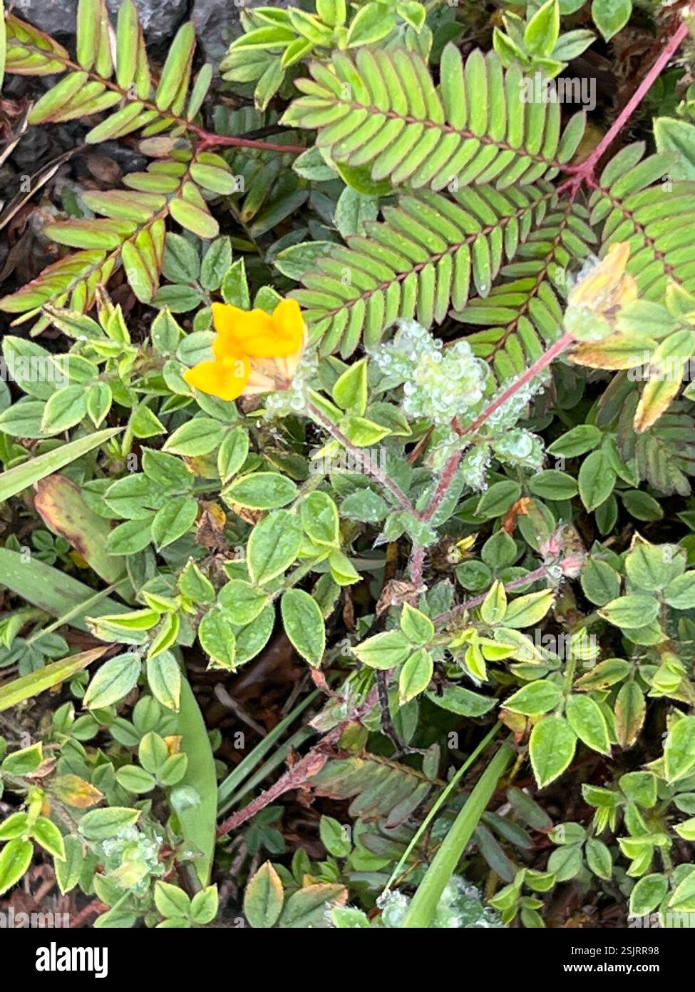 Hairy Bird's-foot-trefoil (Lotus subbiflorus), Plantae, Kīlauea, Kaʻū ...
