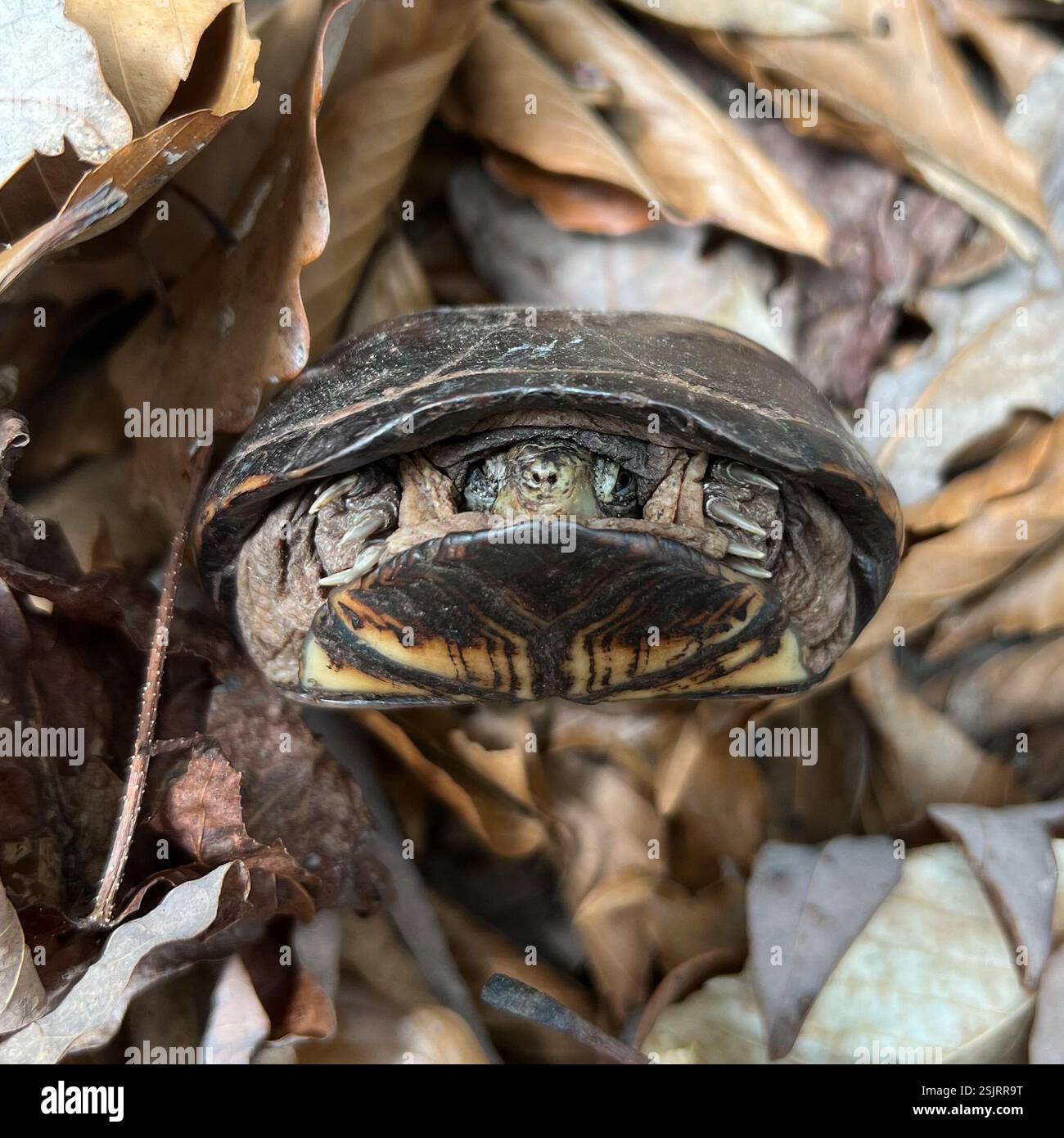 Eastern Mud Turtle (Kinosternon subrubrum), Reptilia, Lexington Park ...