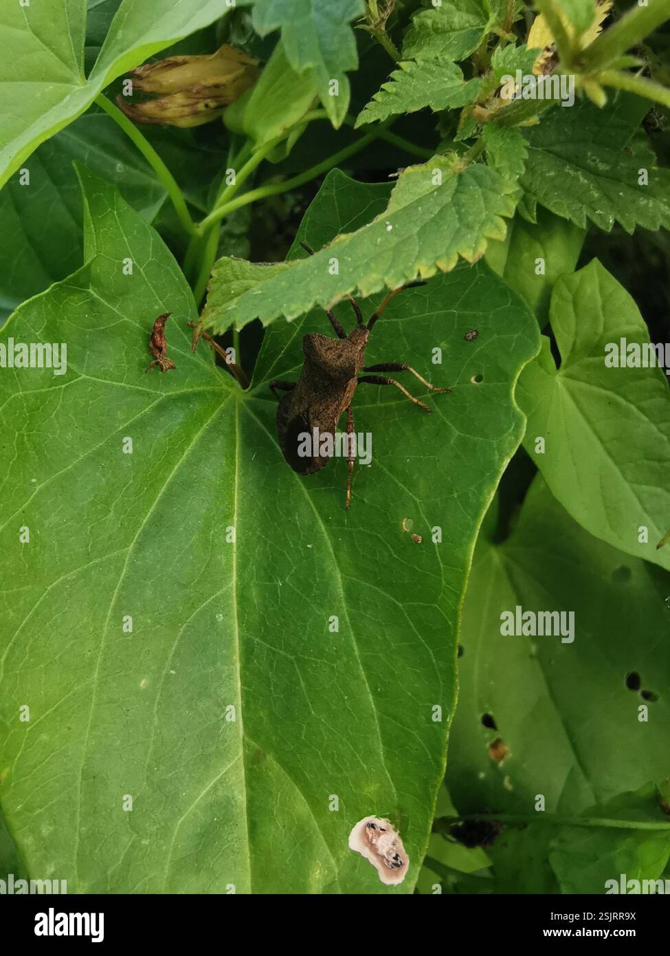 Dock Bug (Coreus marginatus), Insecta, Wieleń, Polska Stock Photo - Alamy