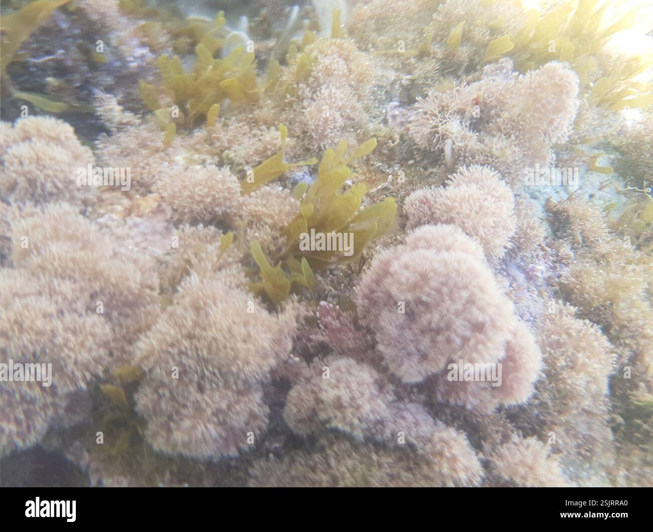 Red Coralline Algae (Jania), Plantae, Vendome, Marsaskala, Malta Stock Photo - Alamy