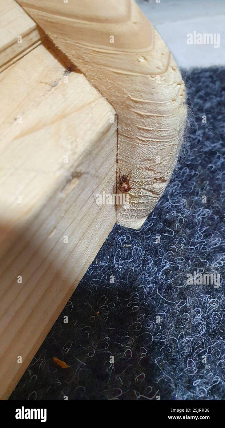 Triangulate Combfoot (Steatoda triangulosa), Arachnida, 92353 Postbauer ...