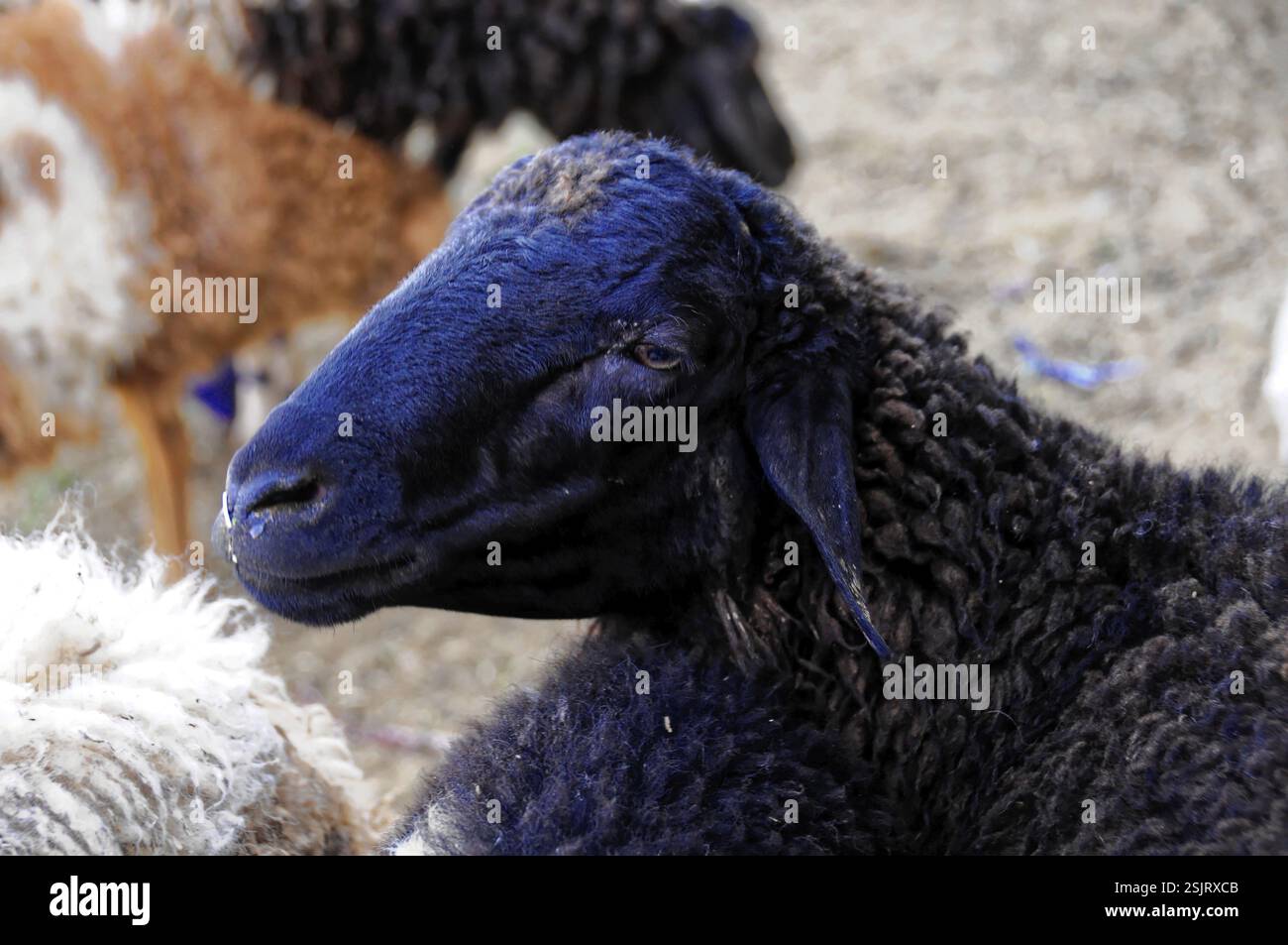 Close-up of a black sheep showing the soft, curly texture of its wool ...