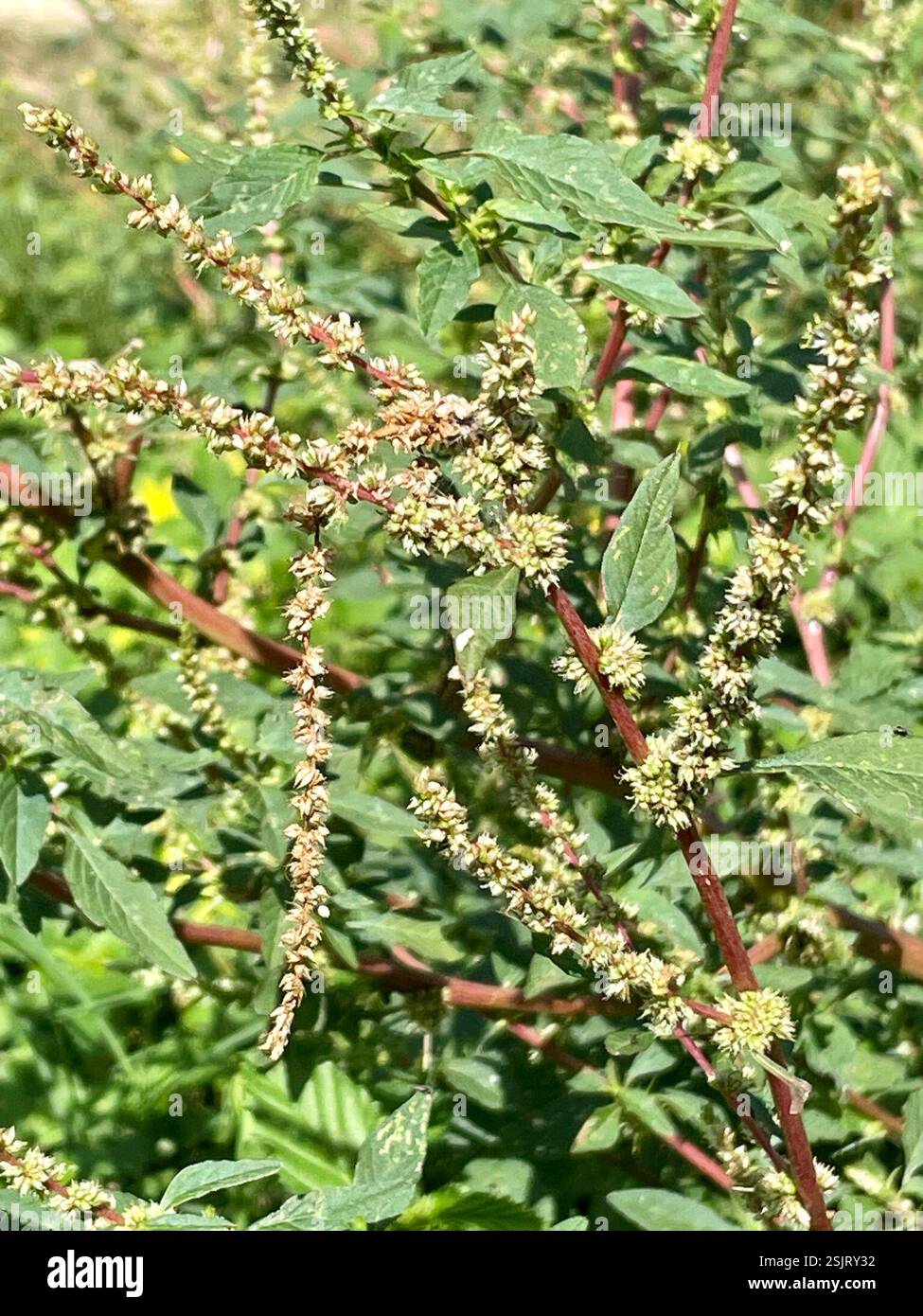 amaranths (Amaranthus), Plantae, Autopista Nacional, Mayabeque Province ...