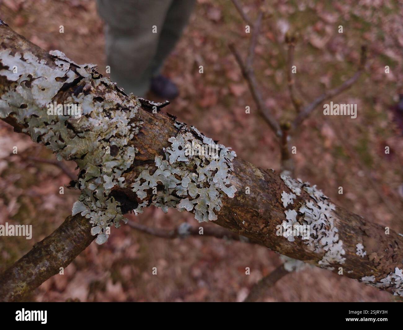 shield lichen (Parmelia sulcata), Fungi, The Glentrool Hive, Glentrool ...