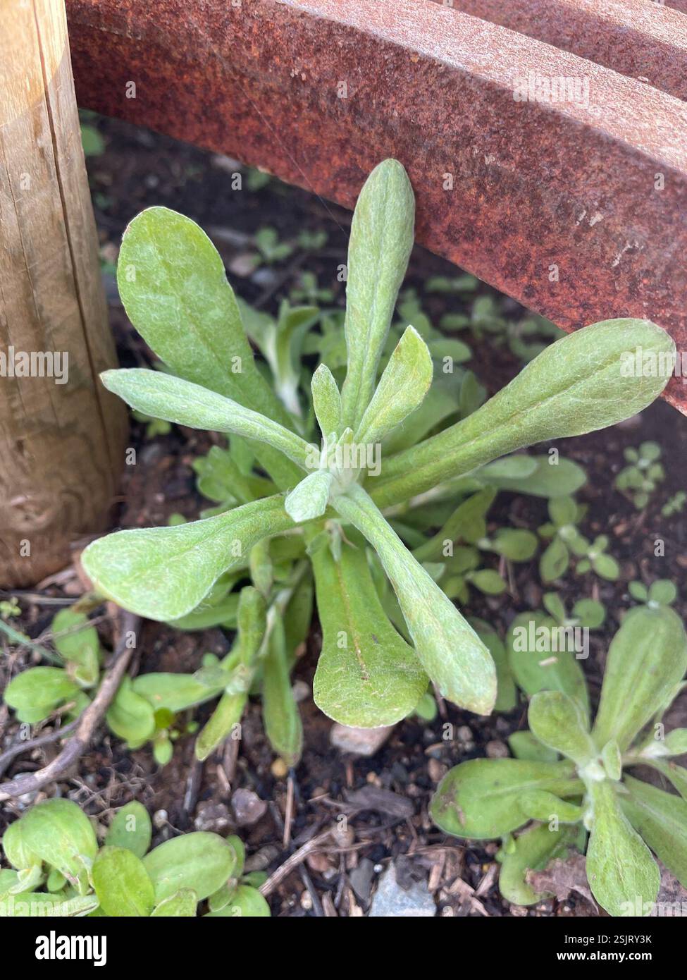 Jersey Cudweed (Pseudognaphalium luteoalbum), Plantae, Santa Clara ...