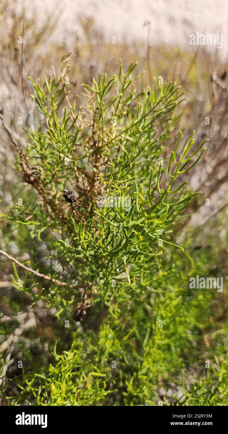 Sonoran Goldenbush (Xylothamia diffusa), Plantae, Bahía de Loreto ...