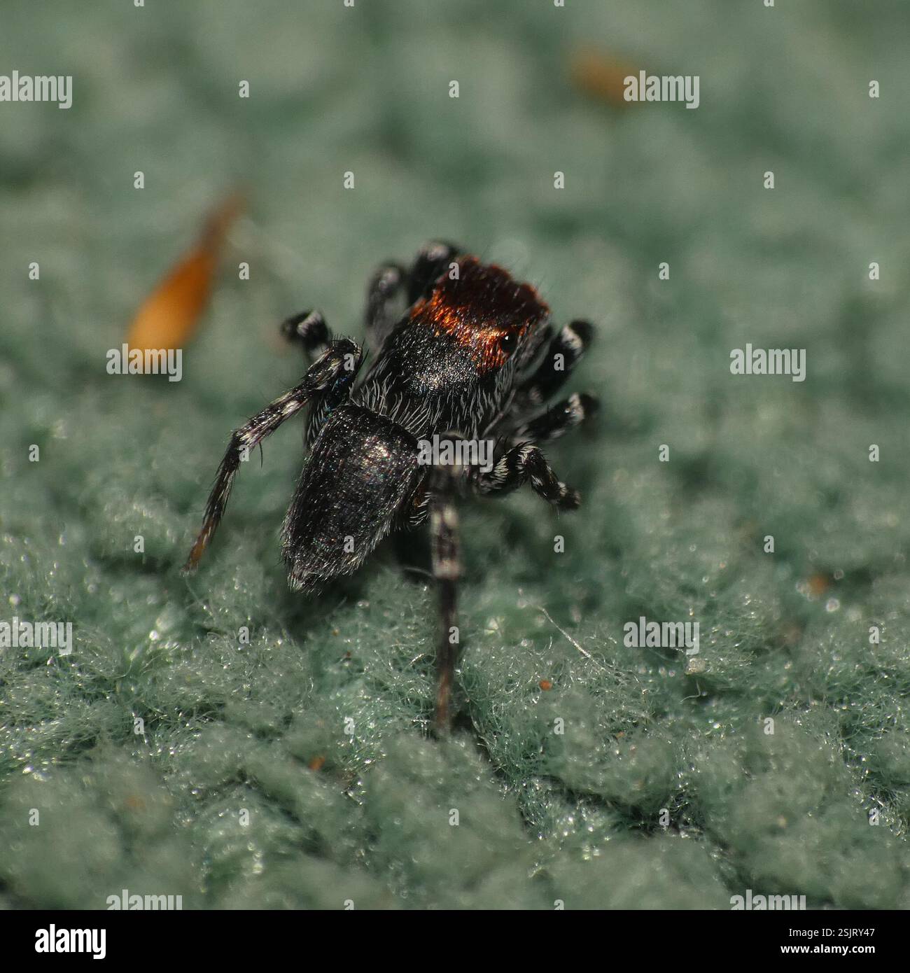 (Phlegra certa), Arachnida, Mashonaland Central Province, Zimbabwe, In ...
