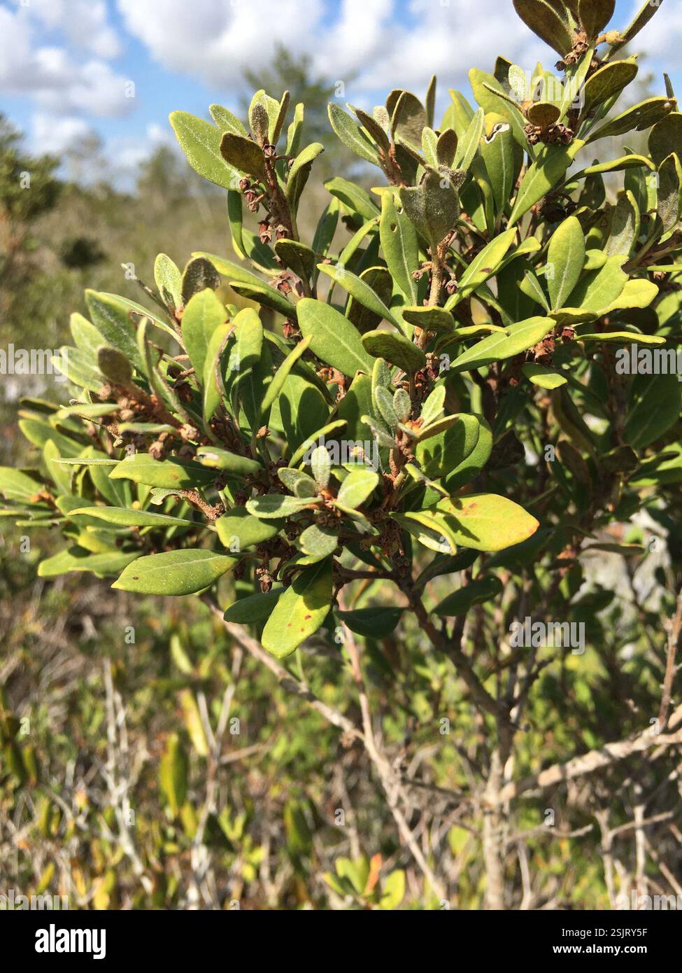 rusty staggerbush (Lyonia ferruginea), Plantae, Florida, US Stock Photo ...