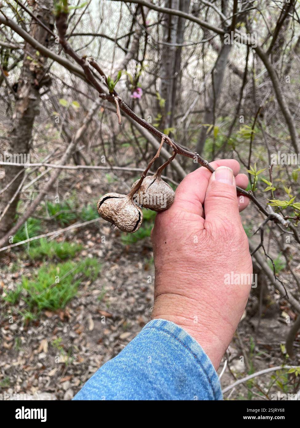 Mexican buckeye (Ungnadia speciosa), Plantae, Killeen, TX, US Stock ...