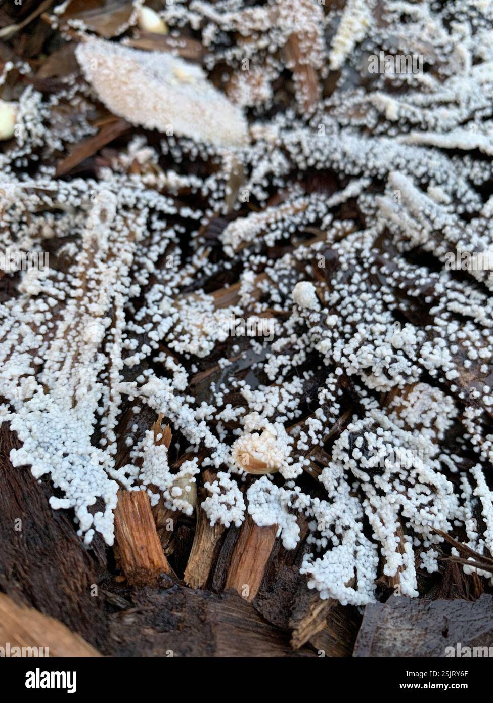 White-footed Slime (Diachea leucopodia), Protozoa, Via Del Oro ...
