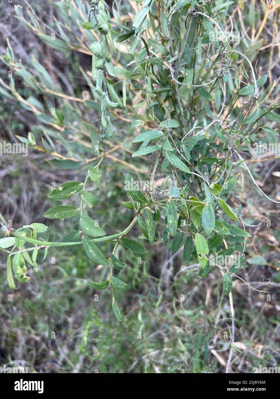 common pacific pea (Lathyrus vestitus vestitus), Plantae, Orange County ...