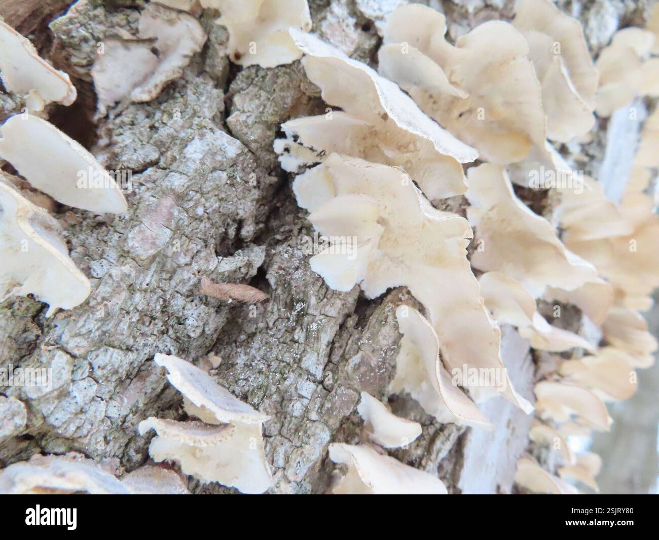 violet-toothed polypore (Trichaptum biforme), Fungi, Waukesha ...