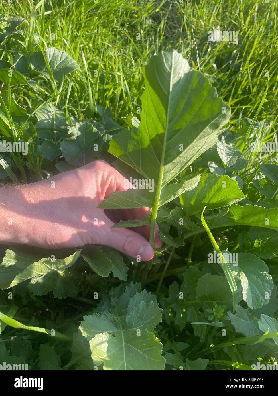 annual bastard cabbage (Rapistrum rugosum), Plantae, Plano, TX, US ...