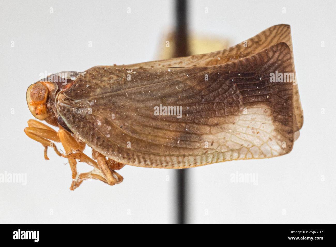 (Ormenina coffeacola), Insecta, Fonds Des Negres, Haiti, This is the ...