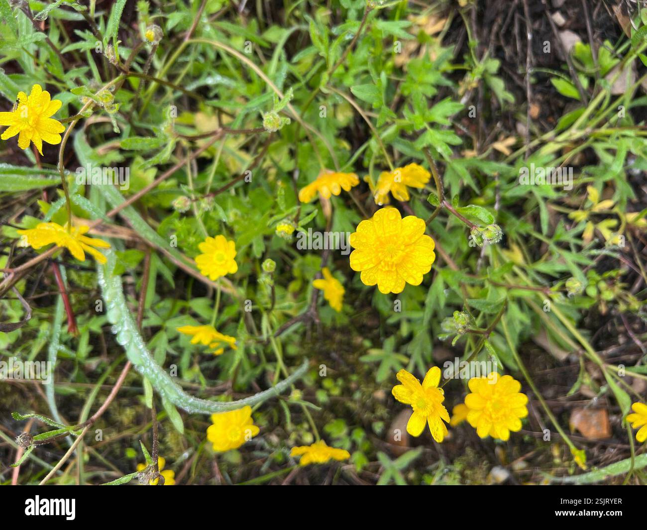 California buttercup (Ranunculus californicus), Plantae, Monaña de Oro ...
