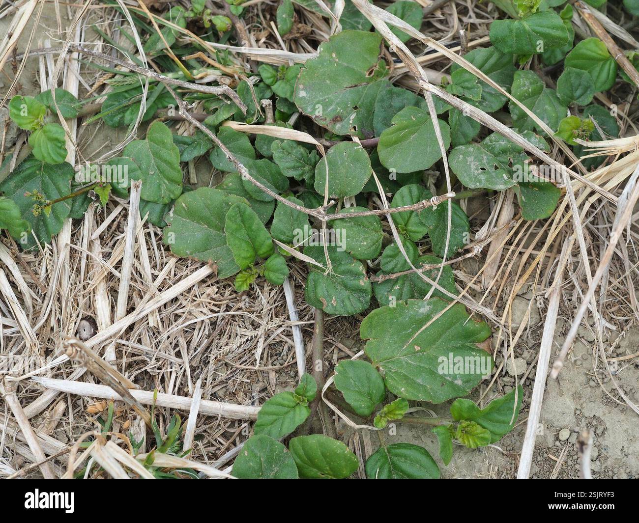 scarlet spiderling (Boerhavia coccinea), Plantae, 台灣嘉義縣 Stock Photo - Alamy