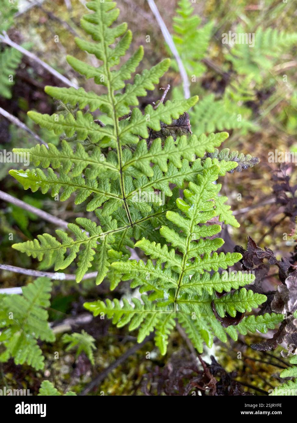 San Diego Silverback Fern (Pentagramma glanduloviscida), Plantae, Crest ...