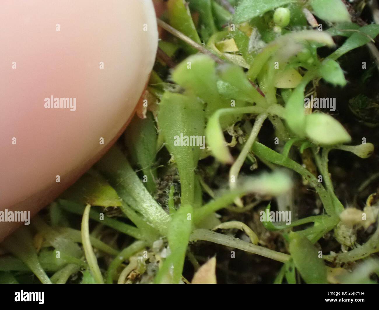 Common Whitlowgrass (Draba verna), Plantae, Fairfield, Victoria, BC ...