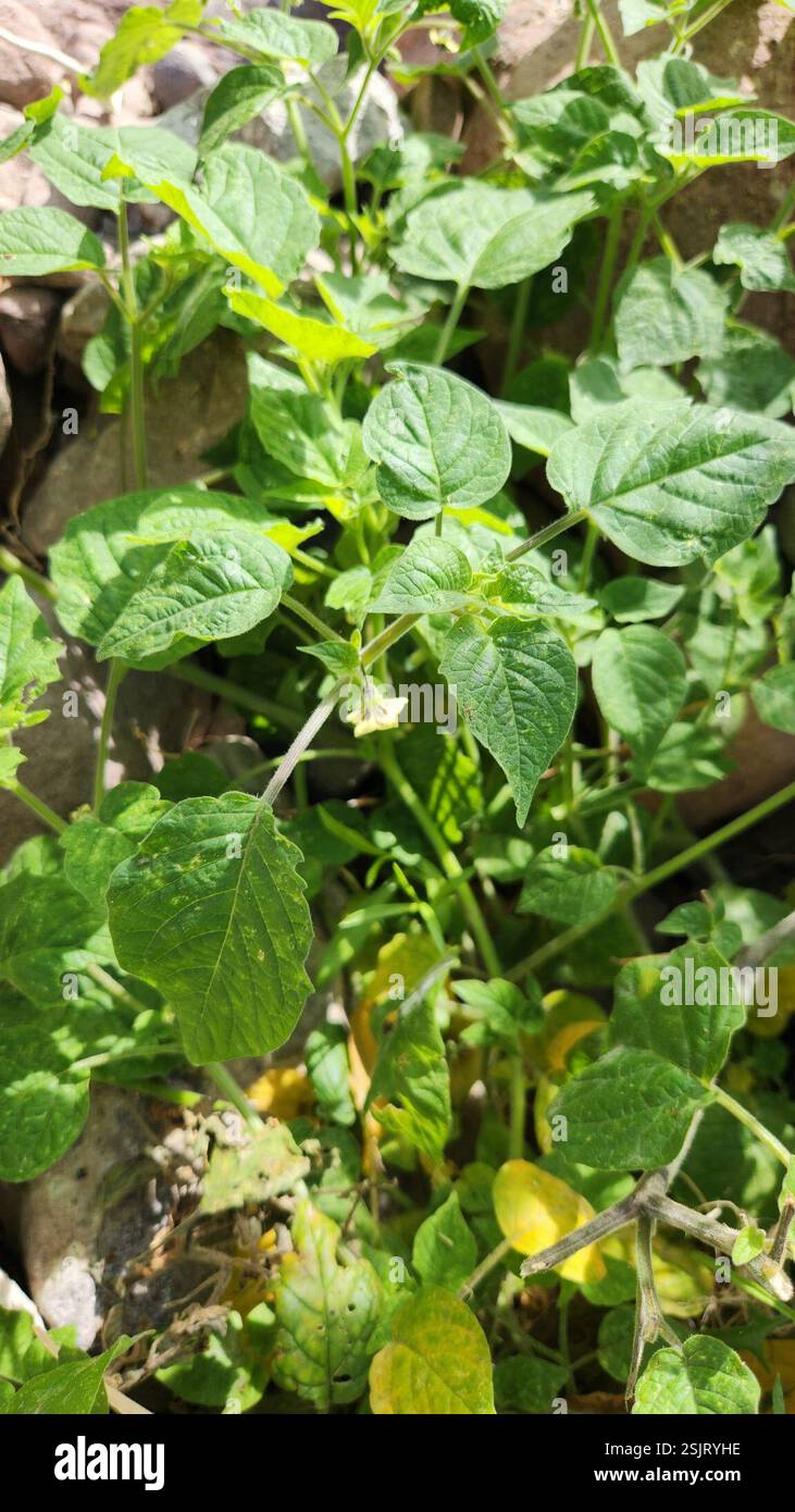 hairy groundcherry (Physalis pubescens), Plantae, Loreto, MX-BS, MX ...