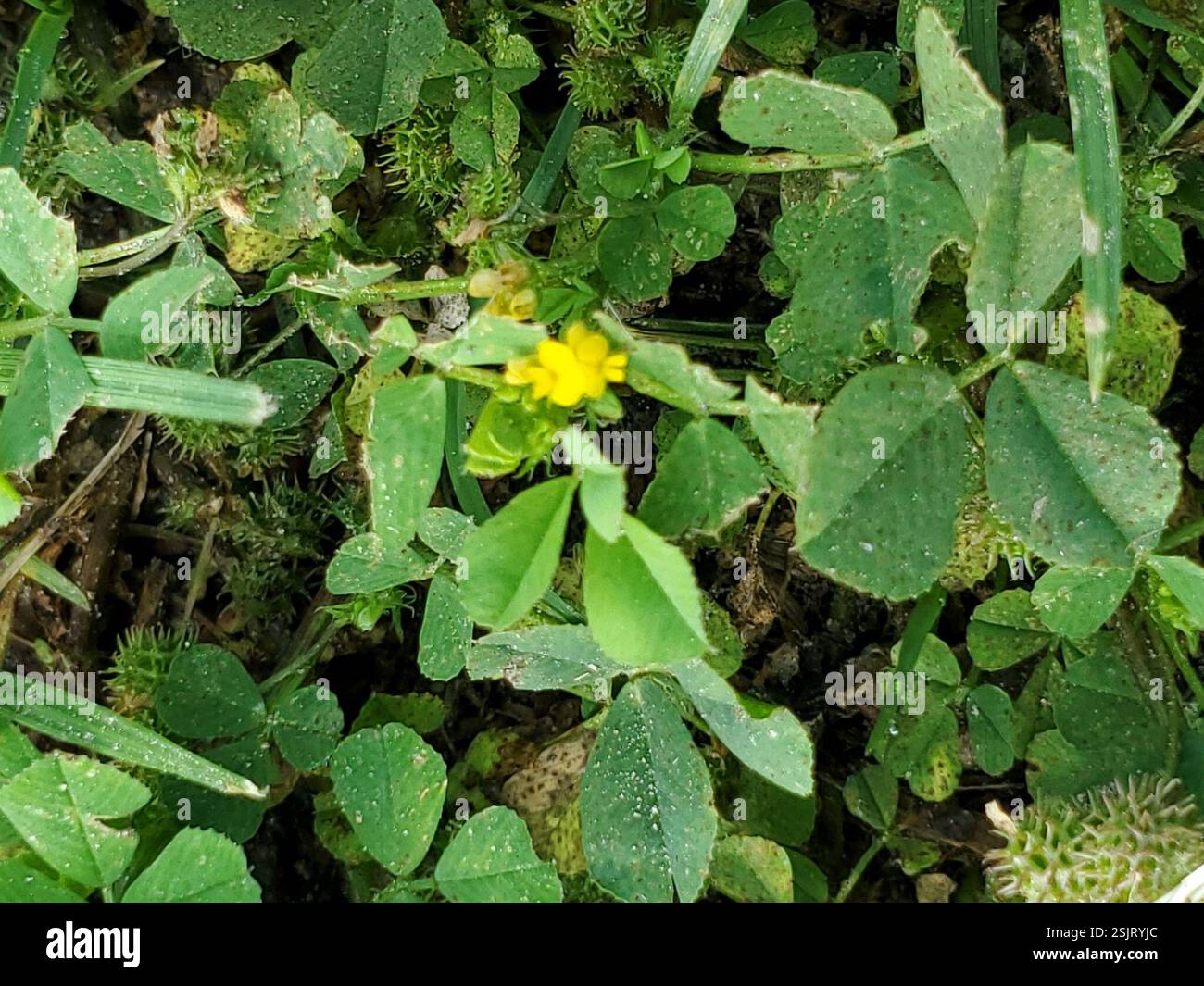 bur clover (Medicago polymorpha), Plantae, Charleston, South Carolina ...
