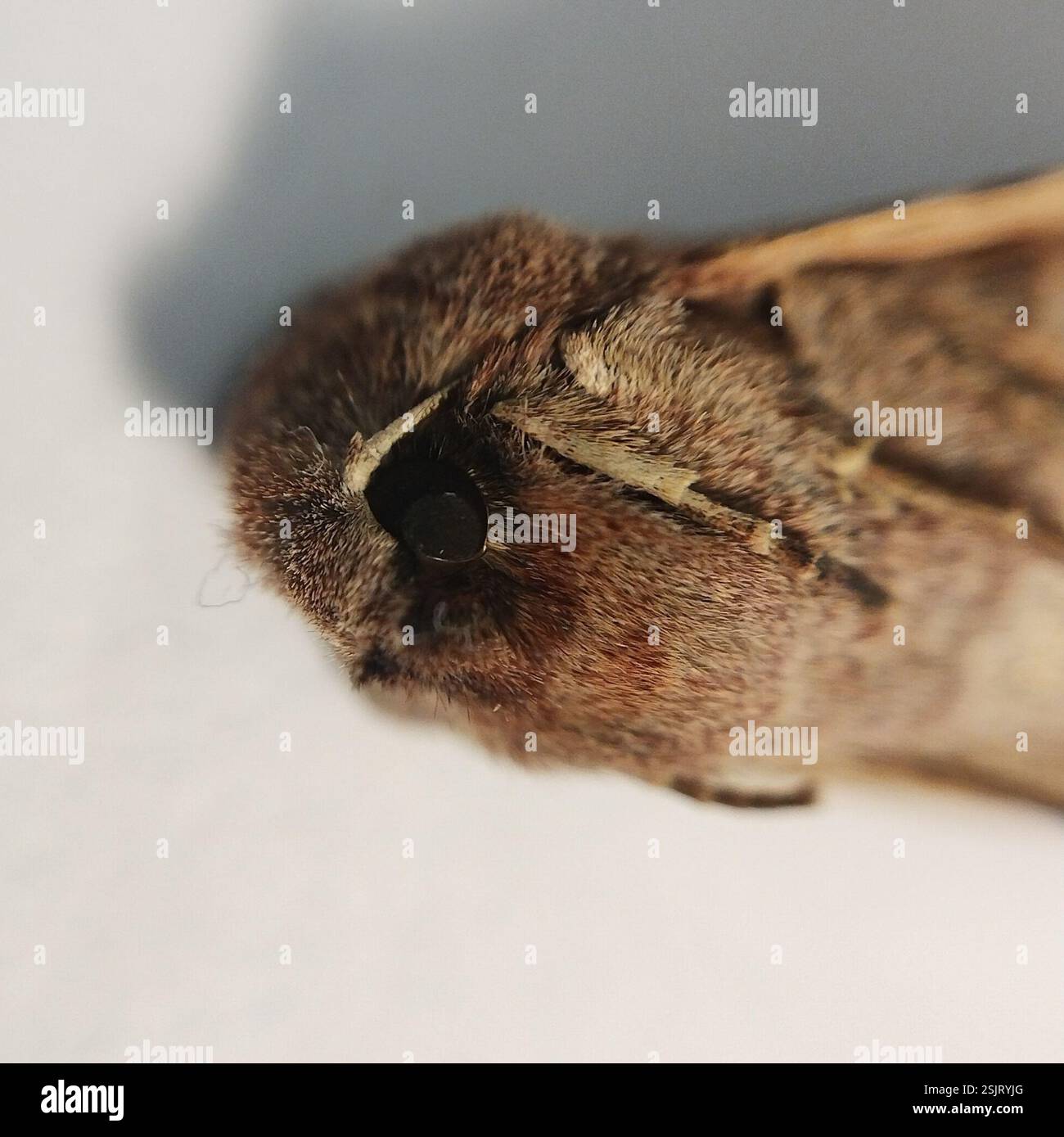 Clouded Drab (Orthosia incerta), Insecta, Kosanin dol, Pancharevo ...